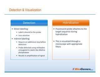 Fluorescent in-situ Hybridization (FISH) | PDF