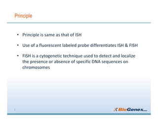 Fluorescent in-situ Hybridization (FISH) | PDF