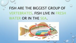 Fish | PPTX