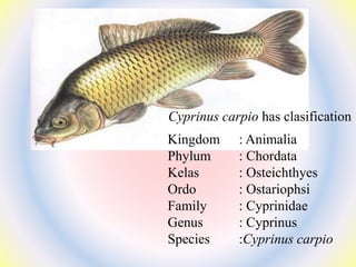 Fish and Phrases | PPTX