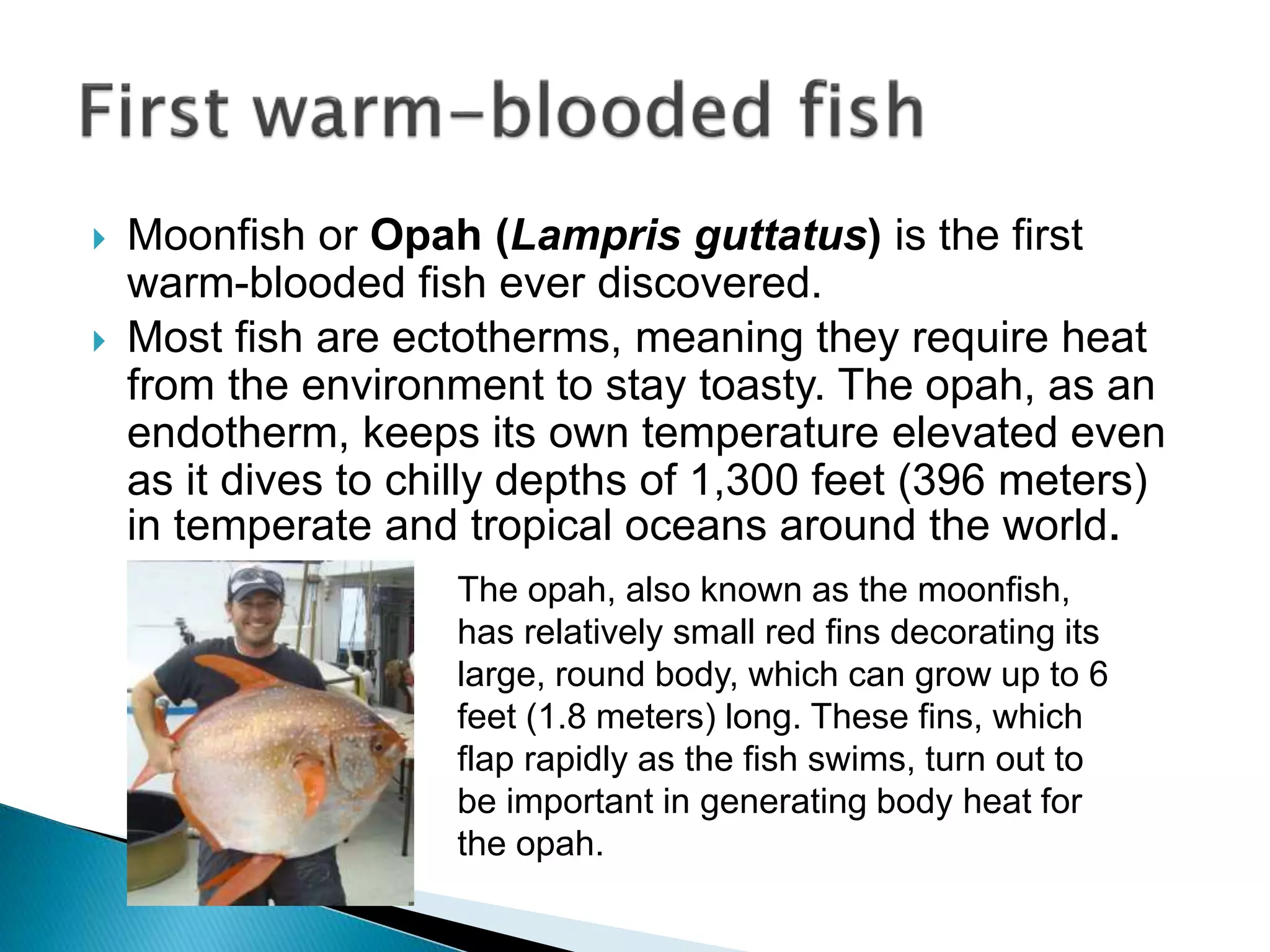Fish | PPTX