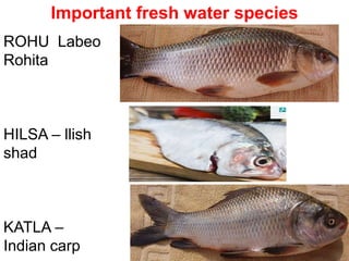 Fish 2 fish feed manufacturing plant | PPTX | Agriculture | Industries