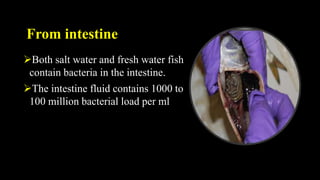 Fish | PPTX