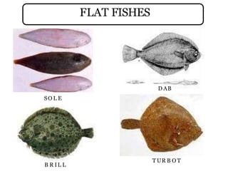 Fish-Cuts of fish | PPTX