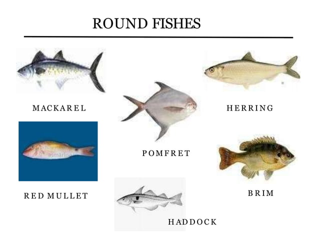 Fish-Cuts of fish | PPTX | Fish and Aquariums | Pets