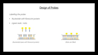 Fish (Fish (fluorescence in situ hybridization)) | PPTX