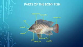 fish.pptx