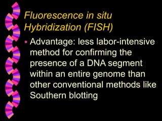fish.ppt