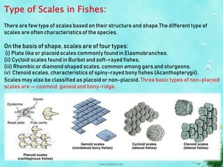 FISH Integuments and poisonous fish.pptx