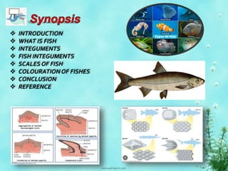 FISH Integuments and poisonous fish.pptx