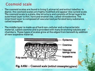 FISH Integuments and poisonous fish.pptx