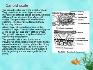 FISH Integuments and poisonous fish.pptx