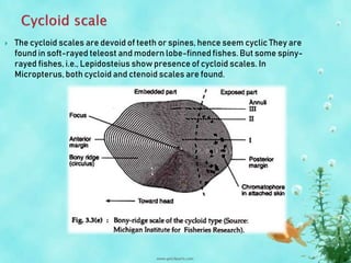 FISH Integuments and poisonous fish.pptx