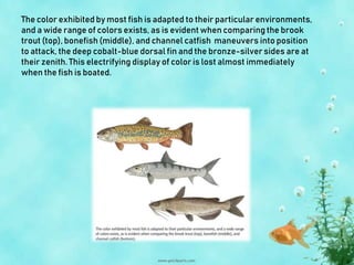 FISH Integuments and poisonous fish.pptx