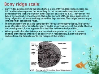 FISH Integuments and poisonous fish.pptx