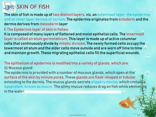 FISH Integuments and poisonous fish.pptx