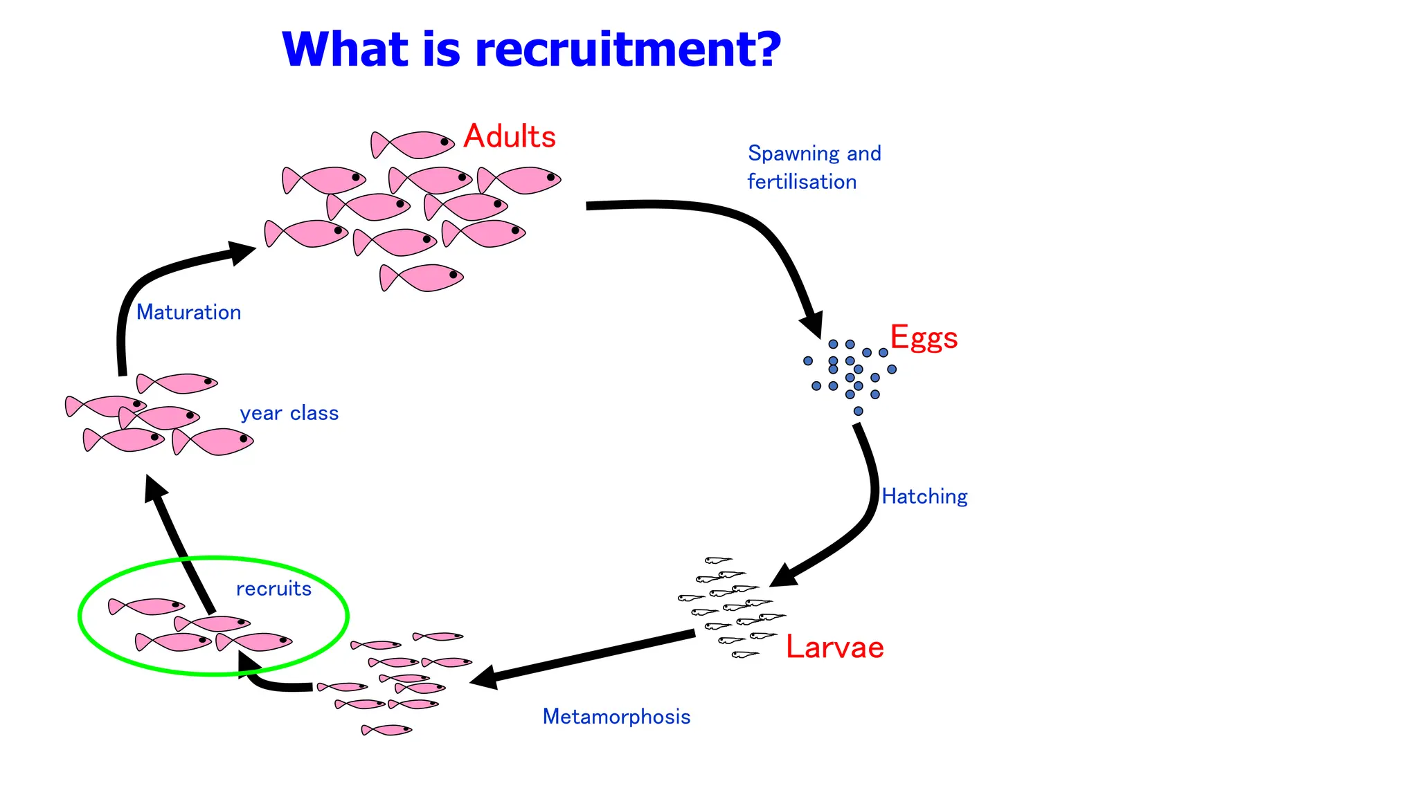 THE slide describe recruitment of fish as resource | PPTX | Biological ...