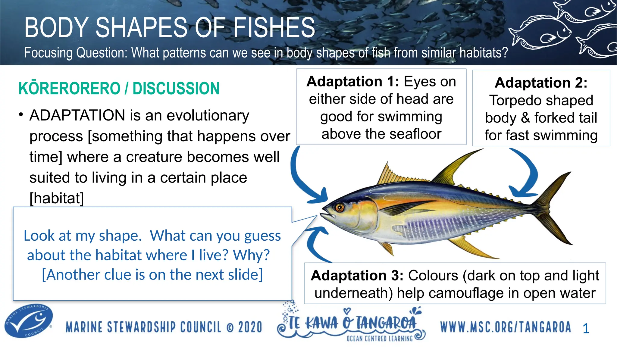 Adaptation Of Fish