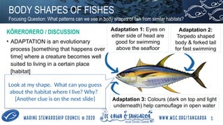 Fish Adaptations Body Shapes (Fish Education) | PPTX