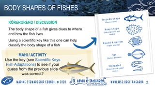 Fish Adaptations Body Shapes (Fish Education) | PPTX