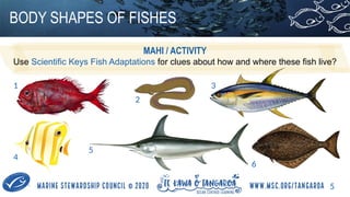 Fish Adaptations Body Shapes (Fish Education) | PPTX