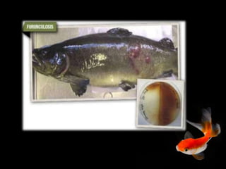 fish-bacteria.pptx | Infectious Diseases | Diseases and Conditions
