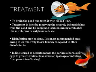 fish-bacteria.pptx | Infectious Diseases | Diseases and Conditions