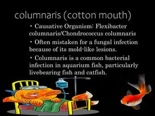 fish-bacteria.pptx | Infectious Diseases | Diseases and Conditions