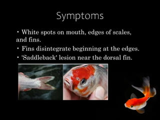 fish-bacteria.pptx