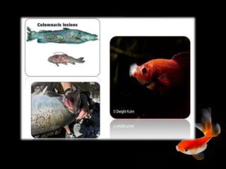 fish-bacteria.pptx | Infectious Diseases | Diseases and Conditions