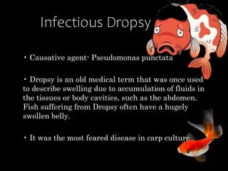 fish-bacteria.pptx | Infectious Diseases | Diseases and Conditions