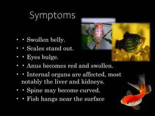 fish-bacteria.pptx | Infectious Diseases | Diseases and Conditions