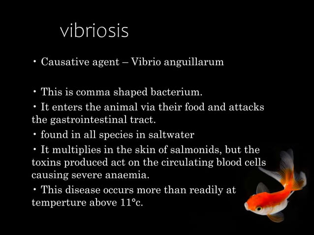 fish-bacteria.pptx | Infectious Diseases | Diseases and Conditions
