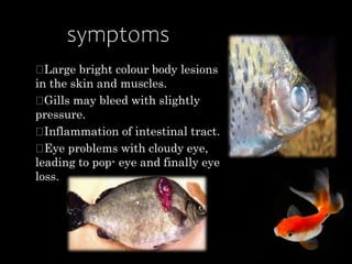 fish-bacteria.pptx | Infectious Diseases | Diseases and Conditions