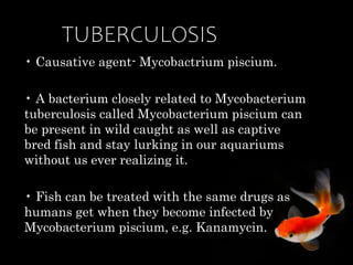 fish-bacteria.pptx | Infectious Diseases | Diseases and Conditions