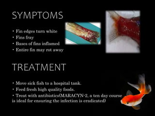fish-bacteria.pptx | Infectious Diseases | Diseases and Conditions