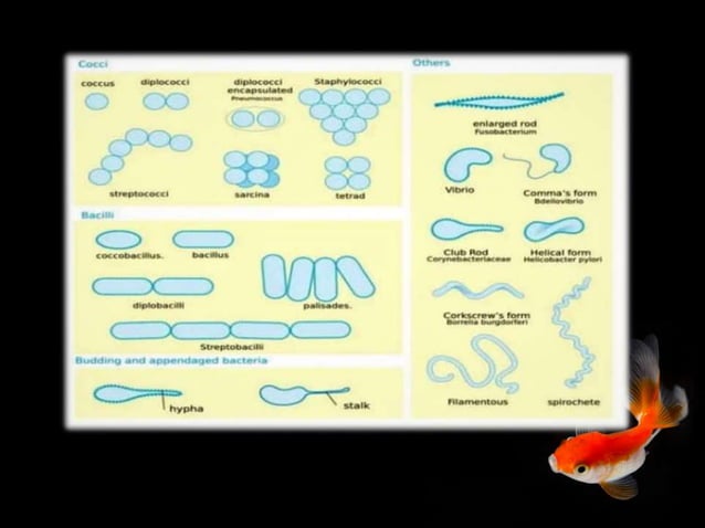 fish-bacteria.pptx | Infectious Diseases | Diseases and Conditions