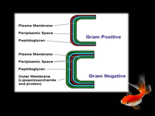 fish-bacteria.pptx | Infectious Diseases | Diseases and Conditions