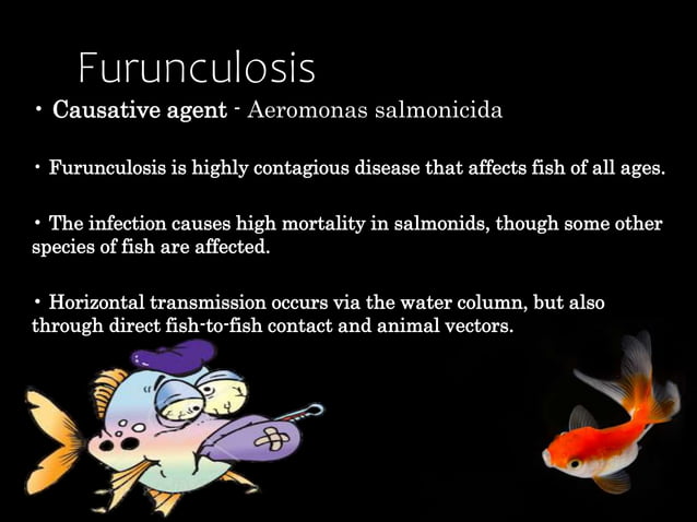 fish-bacteria.pptx | Infectious Diseases | Diseases and Conditions