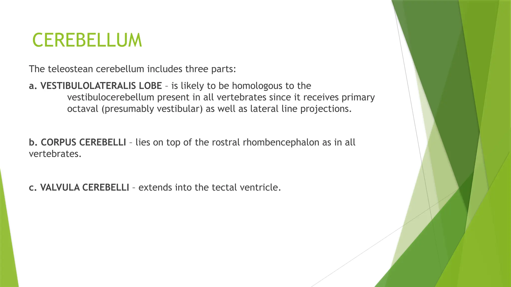 FISH-CENTRAL-NERVOUS-SYSTEM the part of nervous system which in ...
