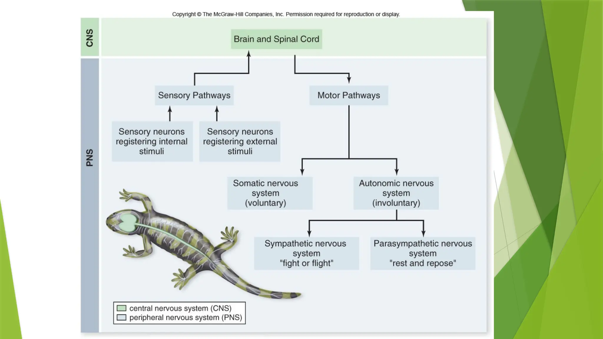 FISH-CENTRAL-NERVOUS-SYSTEM the part of nervous system which in ...
