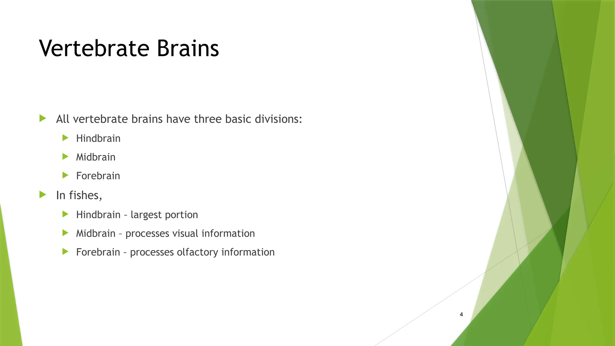 FISH-CENTRAL-NERVOUS-SYSTEM the part of nervous system which in ...
