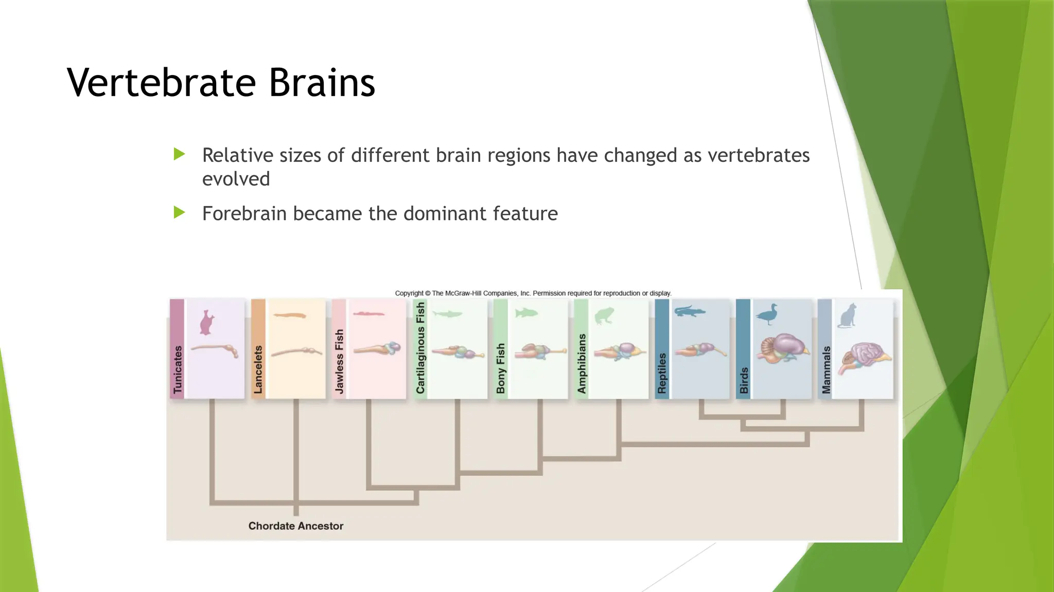 FISH-CENTRAL-NERVOUS-SYSTEM the part of nervous system which in ...