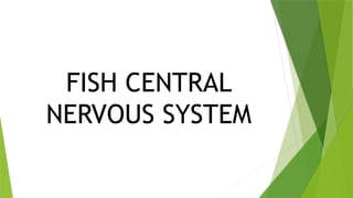 FISH-CENTRAL-NERVOUS-SYSTEM the part of nervous system which in ...