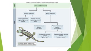 FISH-CENTRAL-NERVOUS-SYSTEM the part of nervous system which in ...