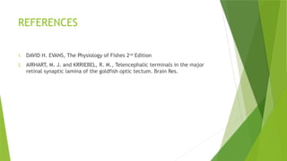 FISH-CENTRAL-NERVOUS-SYSTEM the part of nervous system which in ...