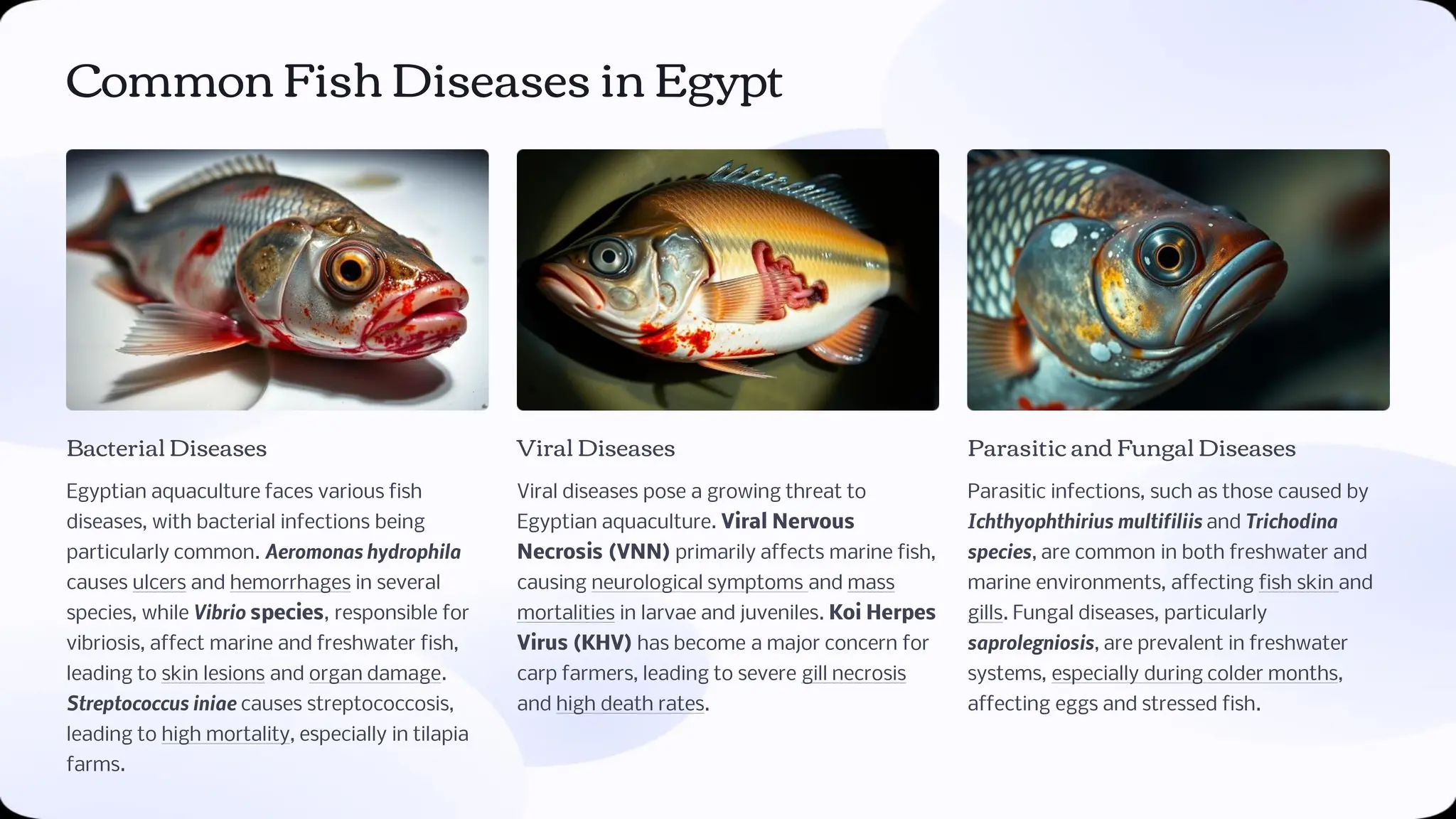 Fish Diseases in Egyptian Aquaculture Eng. Basel Ahmed | PDF ...