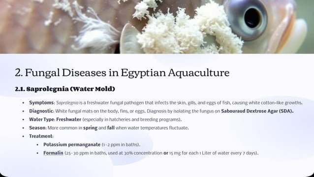 Fish Diseases in Egyptian Aquaculture Eng. Basel Ahmed | PPT