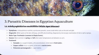 Fish Diseases in Egyptian Aquaculture Eng. Basel Ahmed | PDF