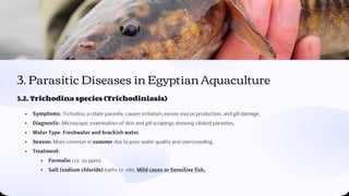 Fish Diseases in Egyptian Aquaculture Eng. Basel Ahmed | PDF